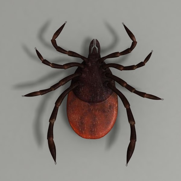 3d model tick