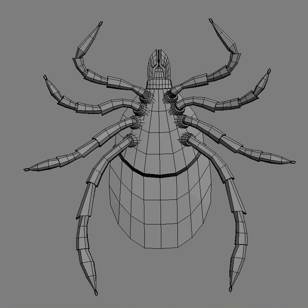 3d model tick