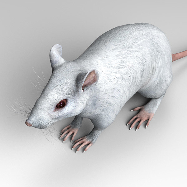 white mouse max