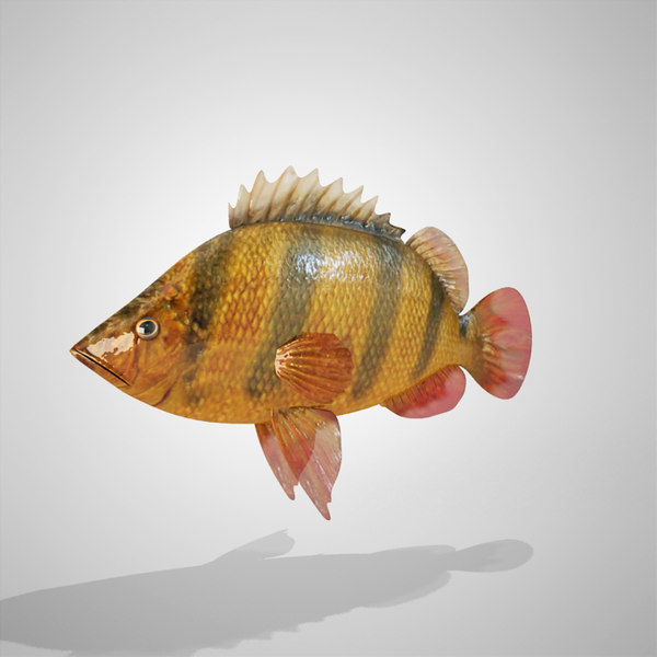 3dsmax tiger fish
