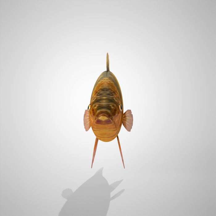 3dsmax tiger fish
