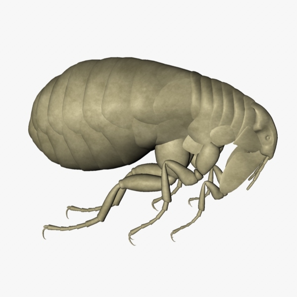 Flea 3D Models for Download | TurboSquid