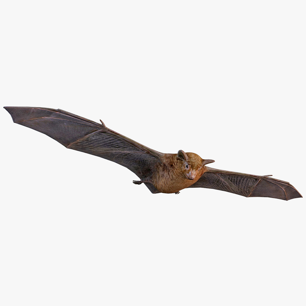3ds max brown bat