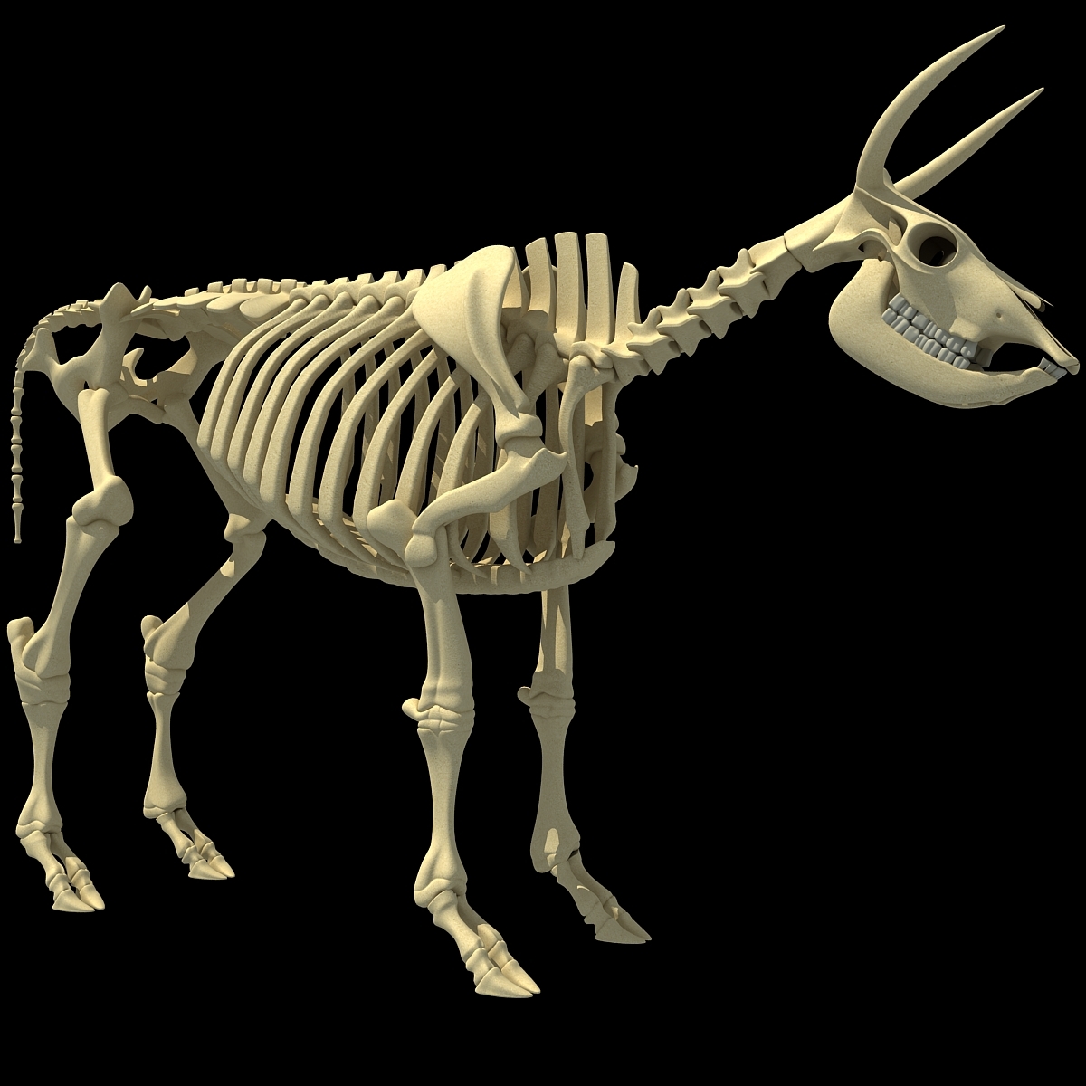 cow skeleton 3d max