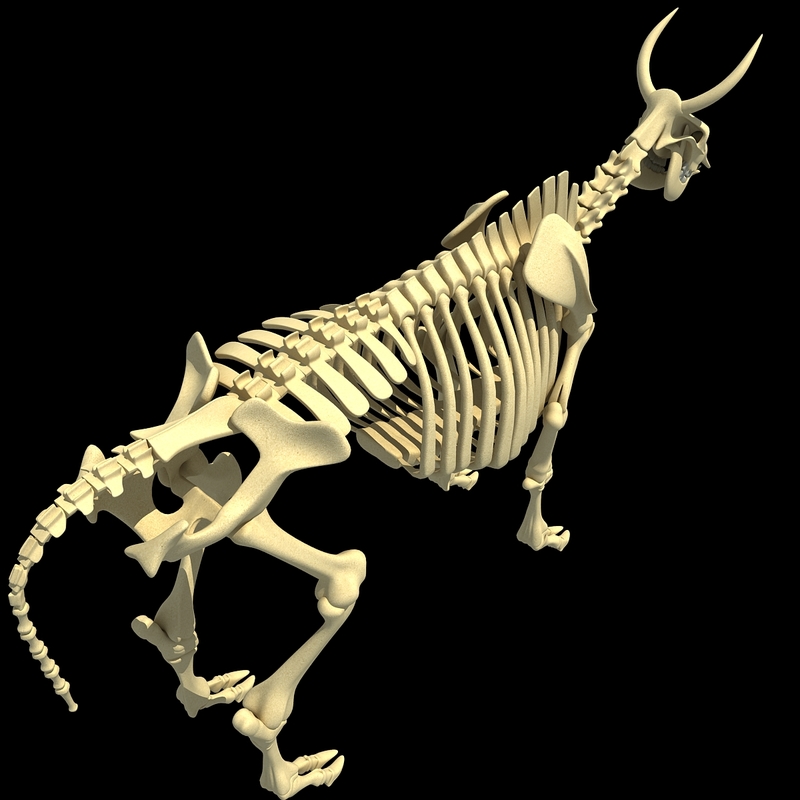 cow skeleton 3d max