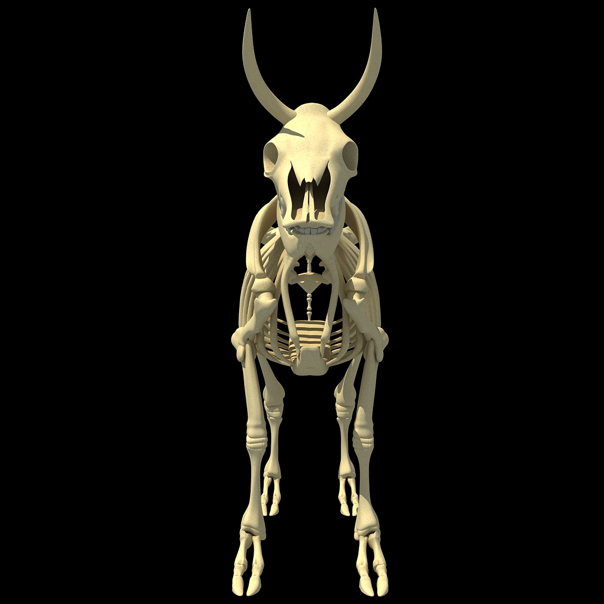 cow skeleton 3d max