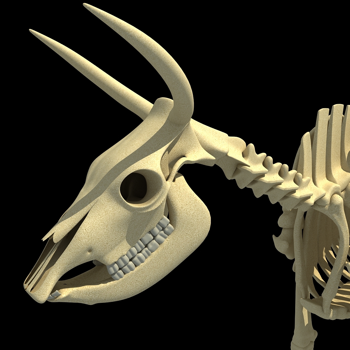 cow skeleton 3d max