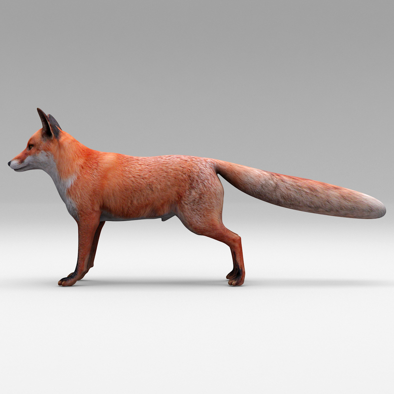 3ds max red fox