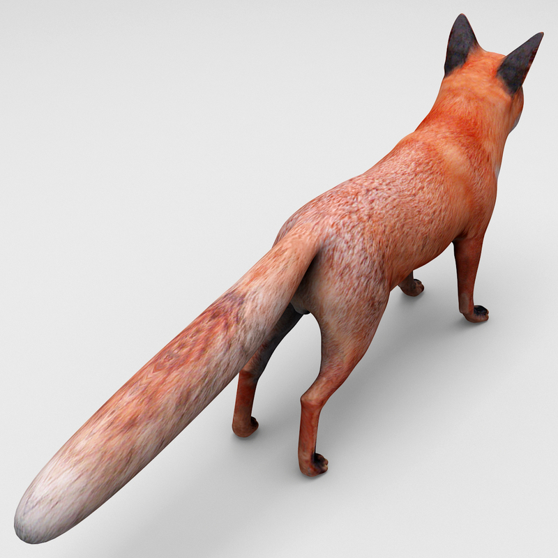 3ds max red fox
