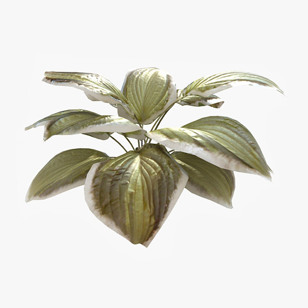 hosta plant dry 3d max