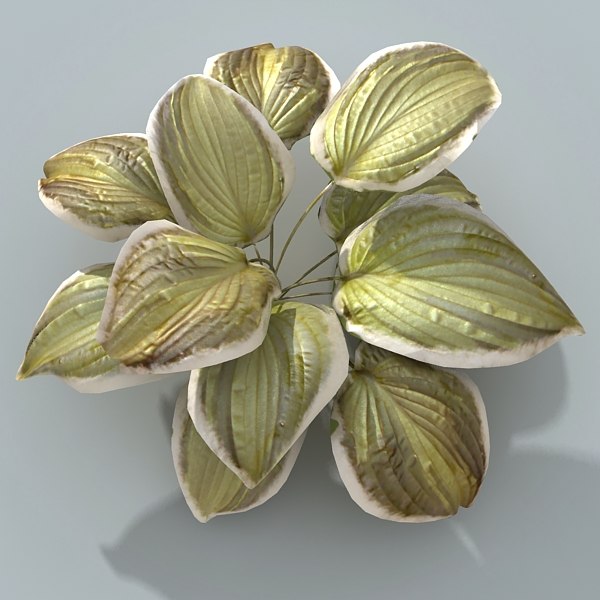 hosta plant dry 3d max
