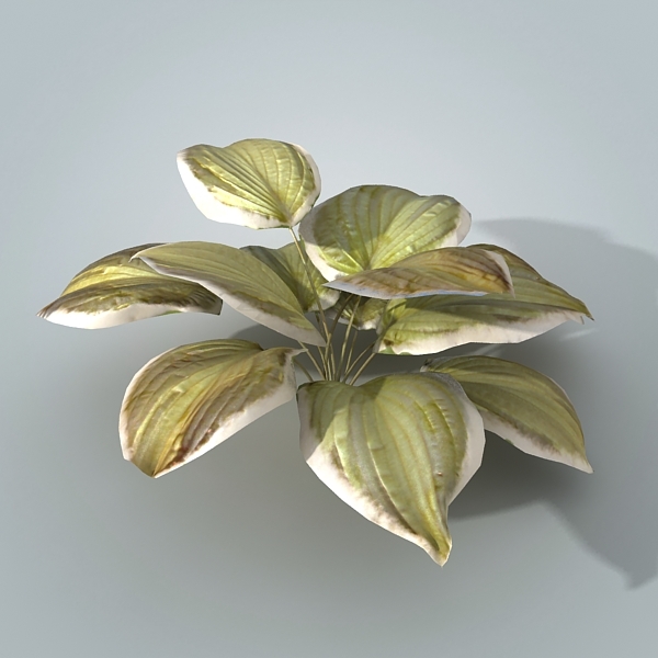 hosta plant dry 3d max