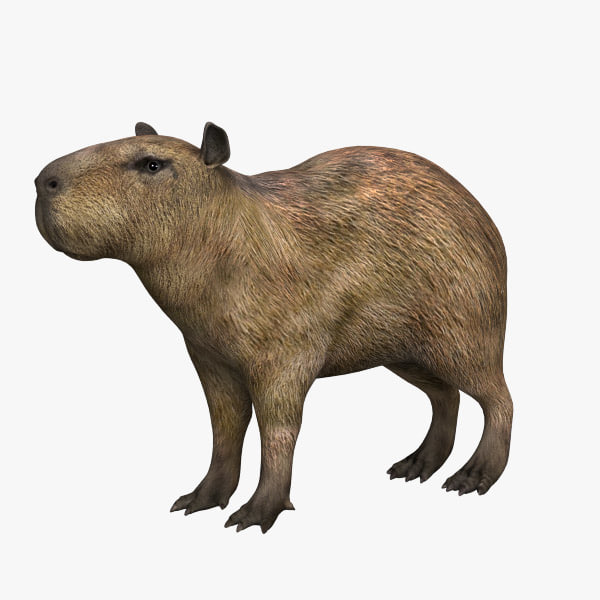 3d capibara