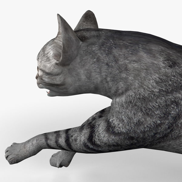 3d c4d cat 3 pose 2