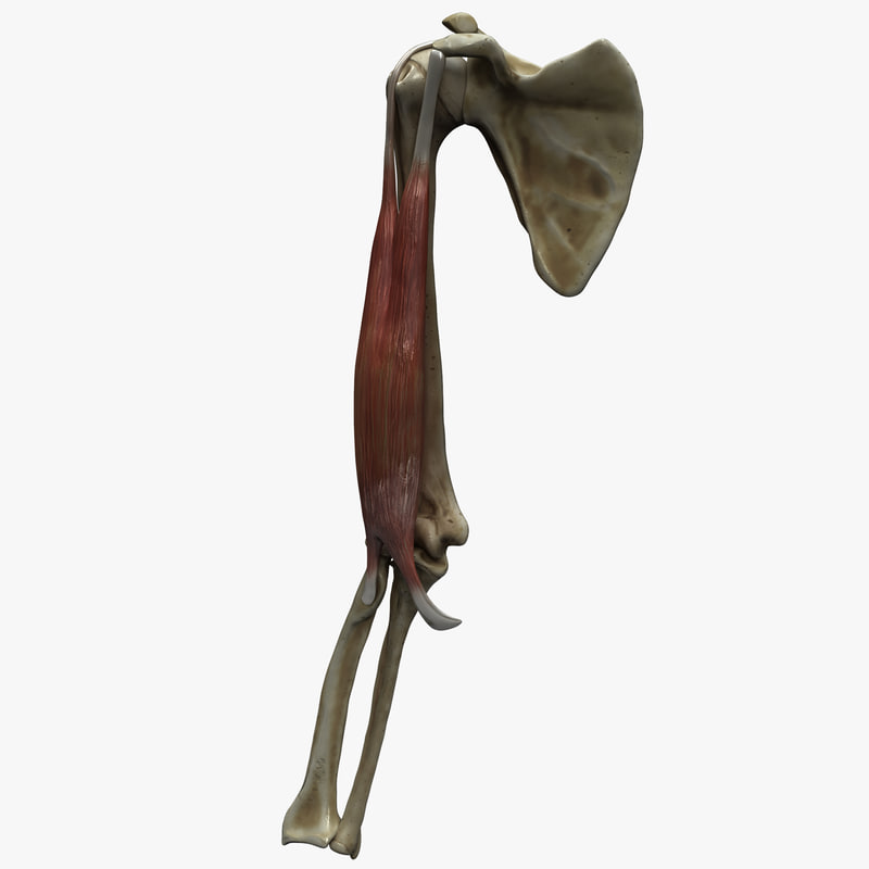 3ds biceps muscle anatomy