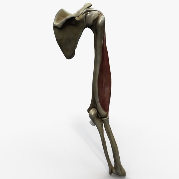 3ds biceps muscle anatomy