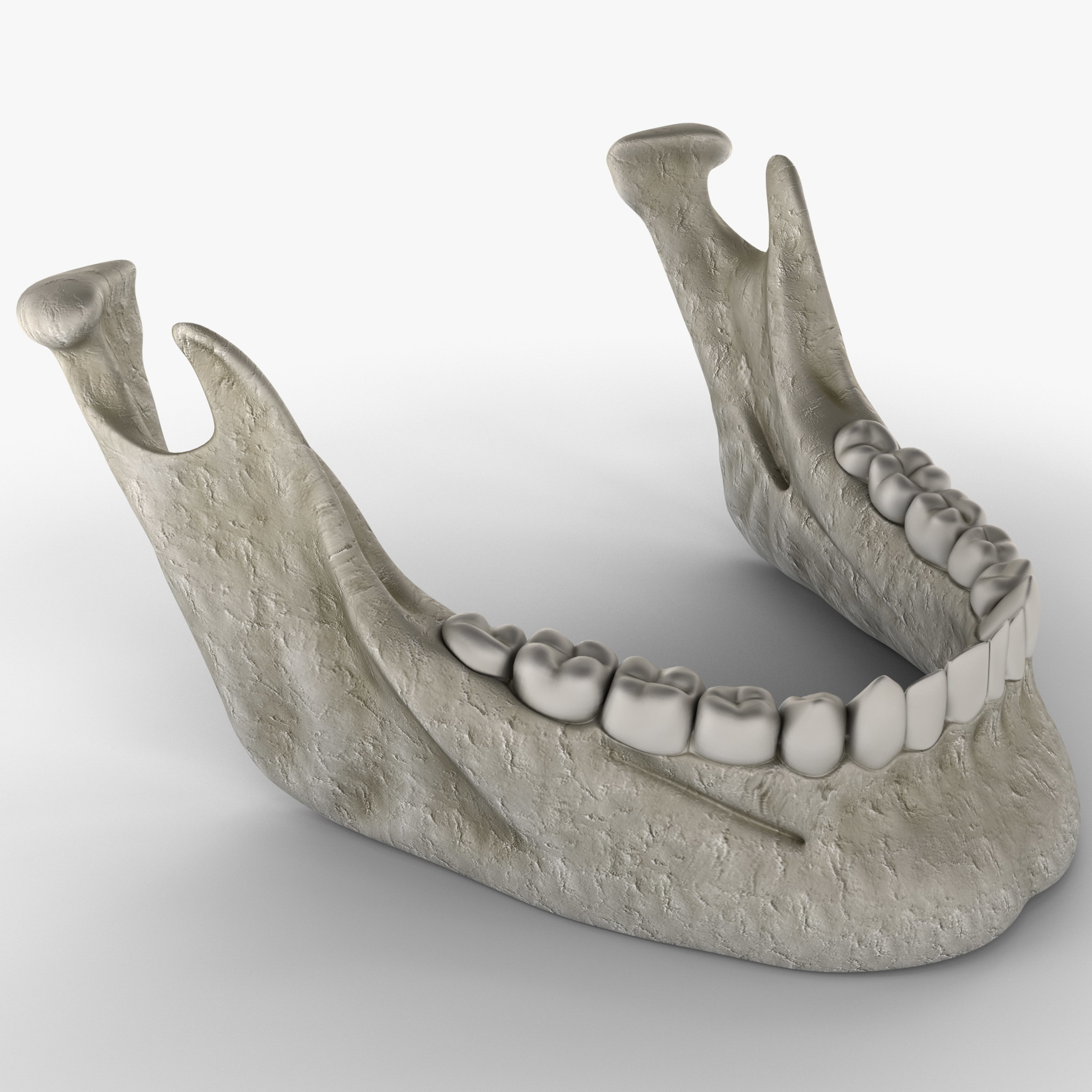 Mandible Bone 3d Model