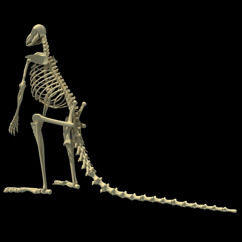 3ds max kangaroo skeleton