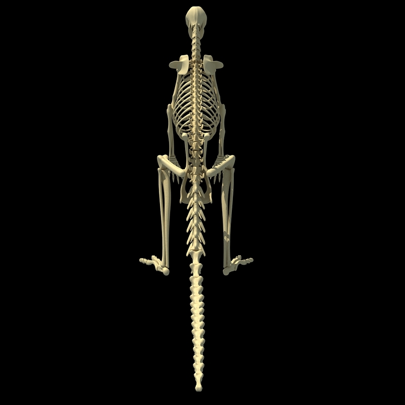 3ds max kangaroo skeleton