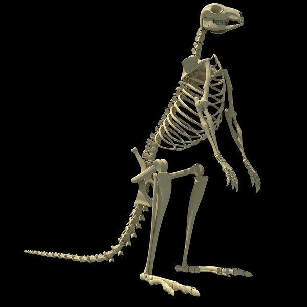3ds max kangaroo skeleton