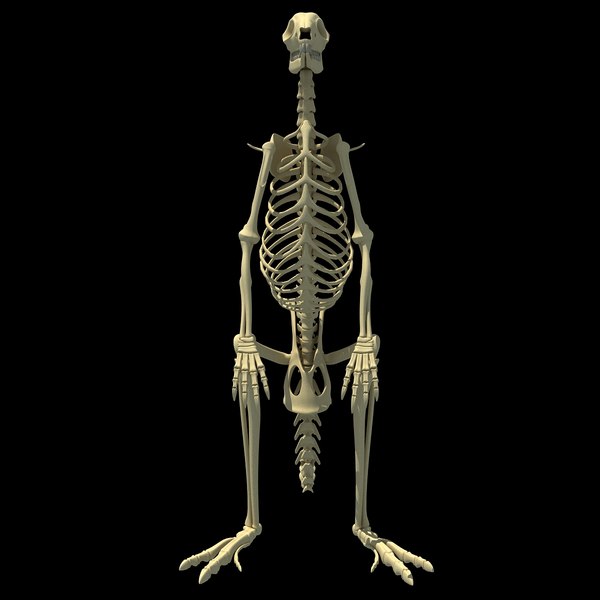 3ds max kangaroo skeleton