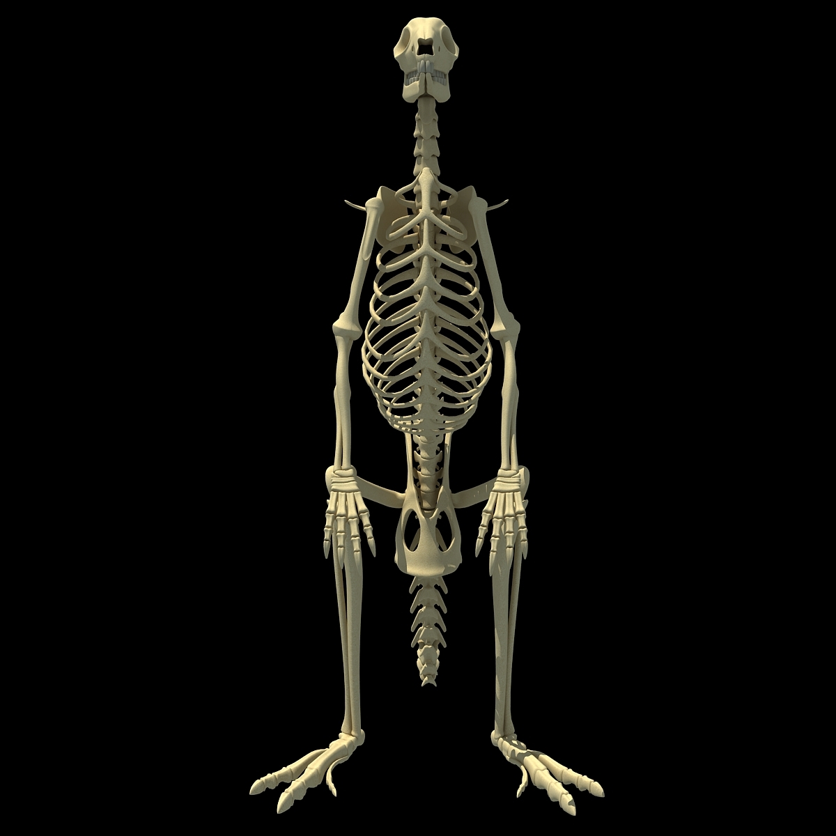 3ds max kangaroo skeleton