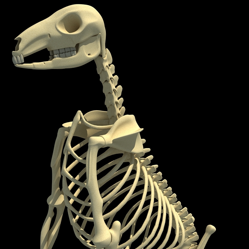 3ds max kangaroo skeleton
