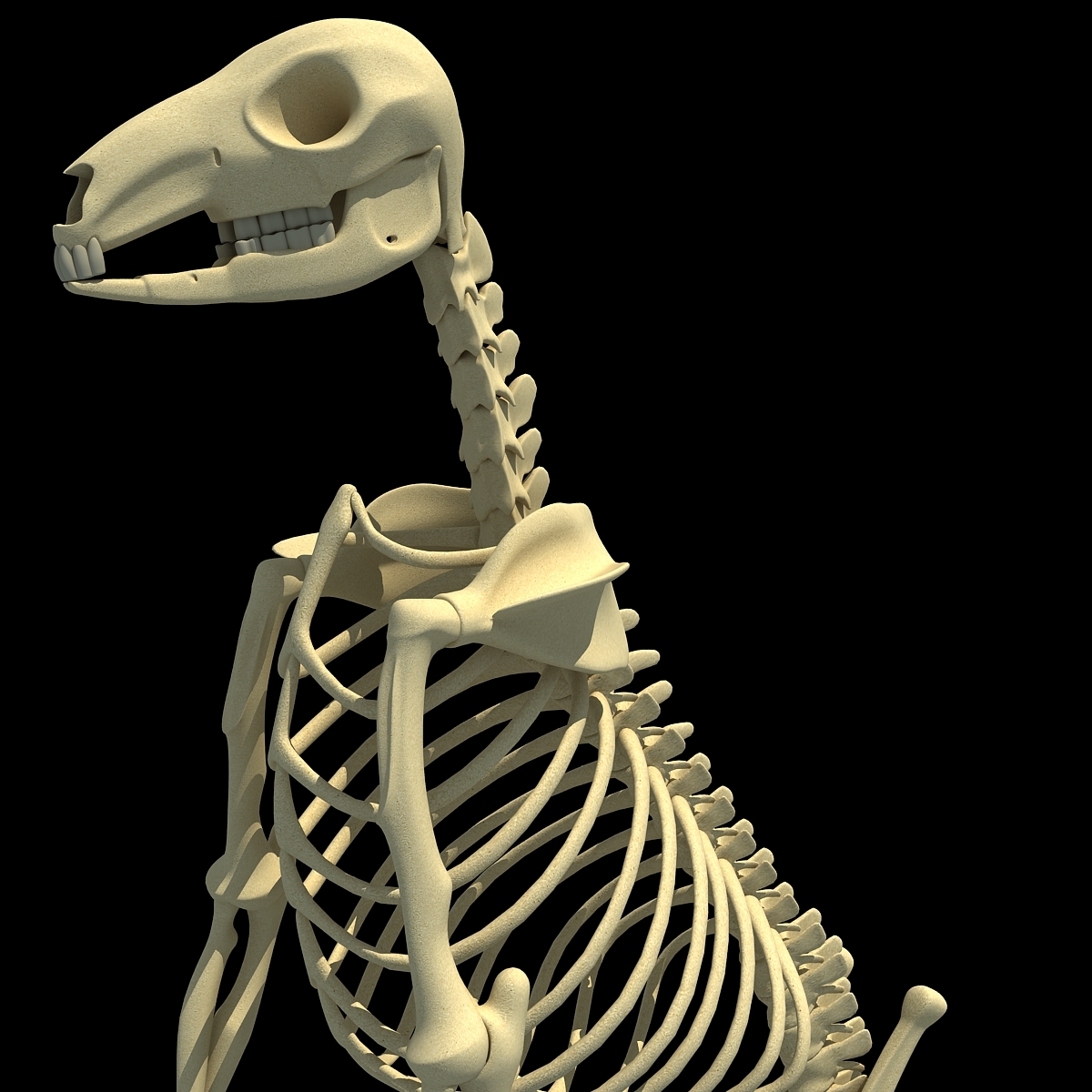 3ds max kangaroo skeleton