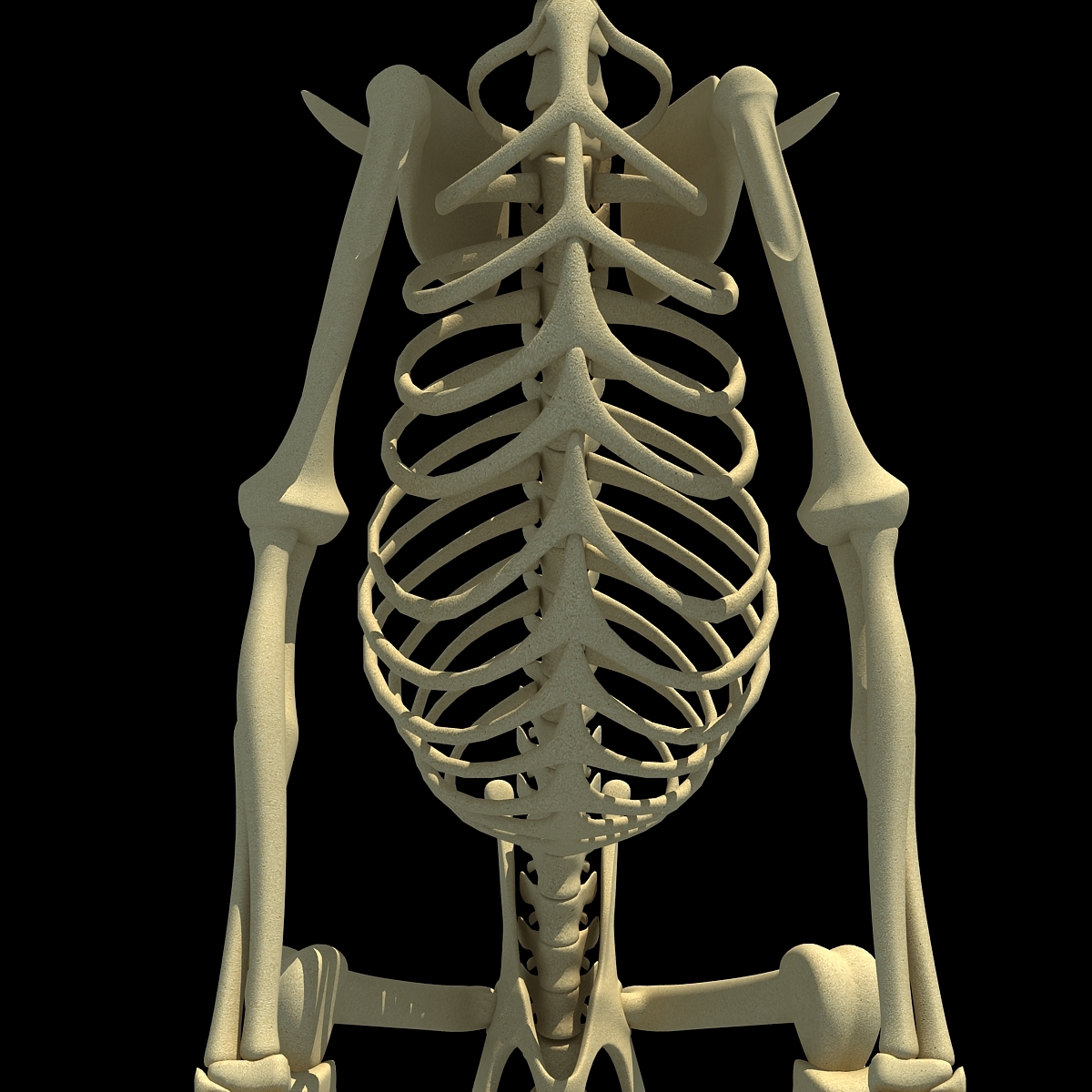 3ds max kangaroo skeleton