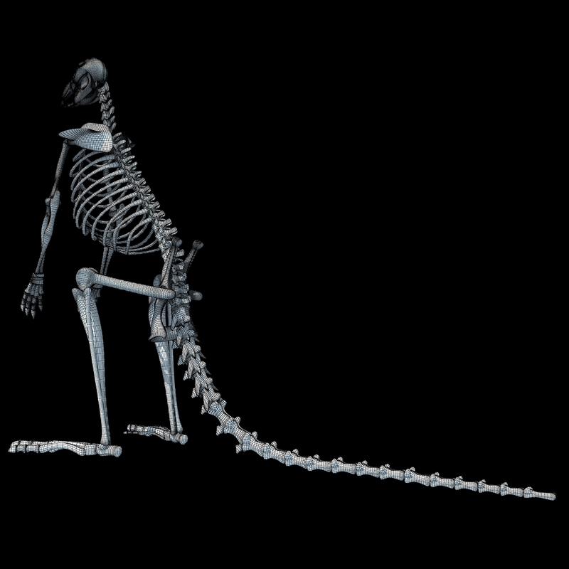 3ds max kangaroo skeleton