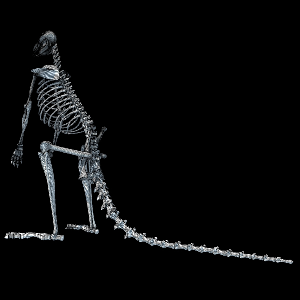 3ds max kangaroo skeleton