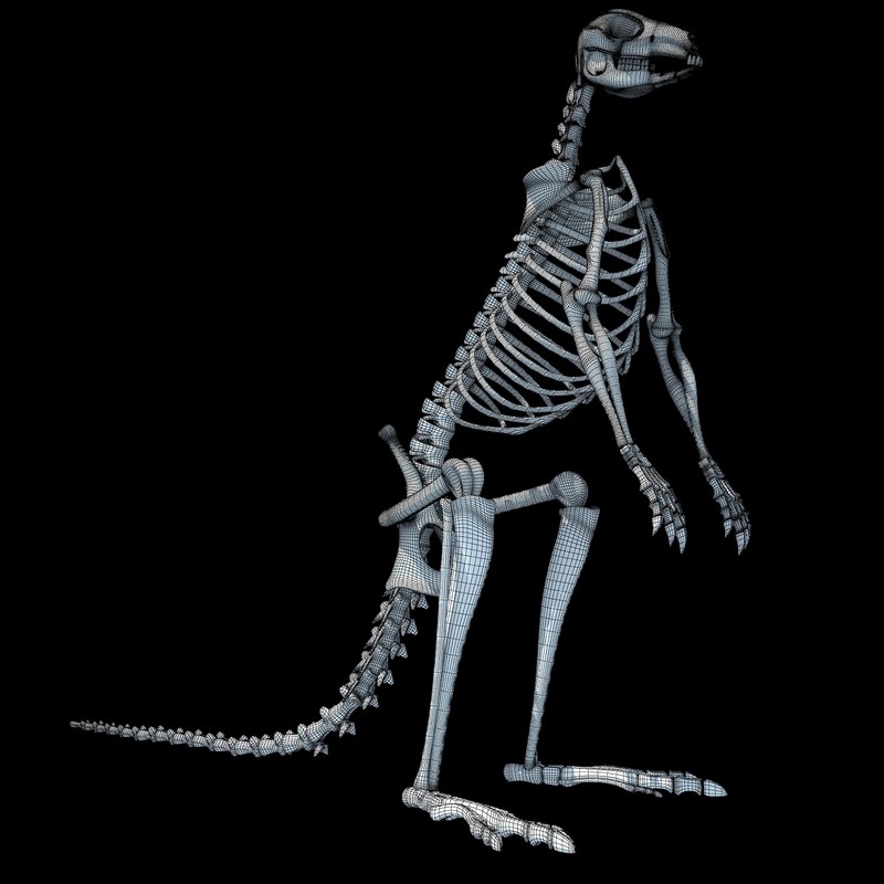 3ds max kangaroo skeleton