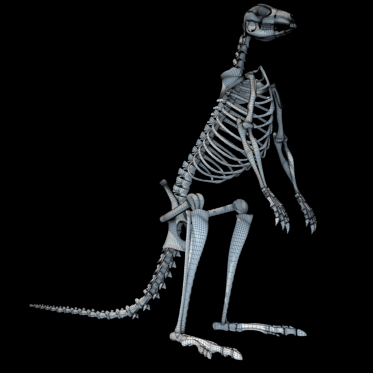 3ds max kangaroo skeleton