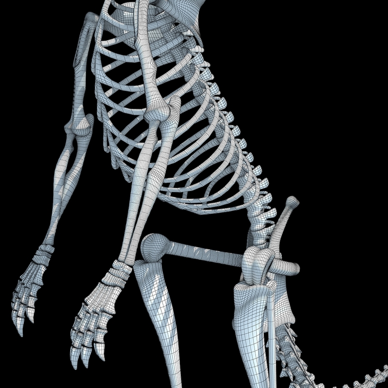 3ds max kangaroo skeleton