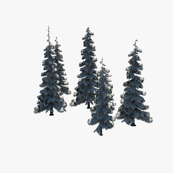 3d spruce tree model