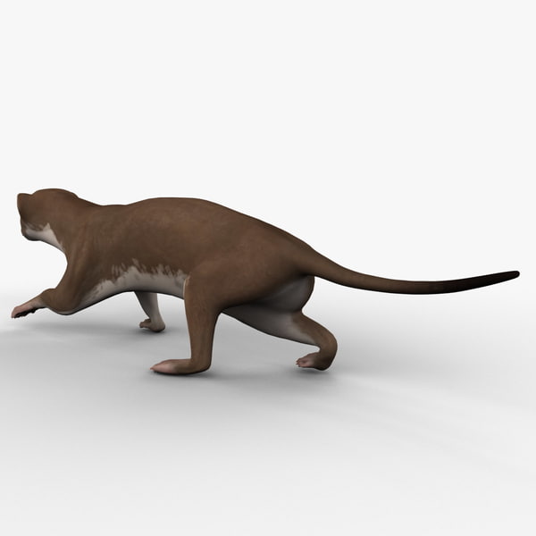 3d model weasel rigged