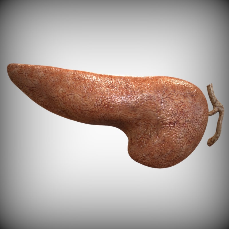 human pancreas 3d model