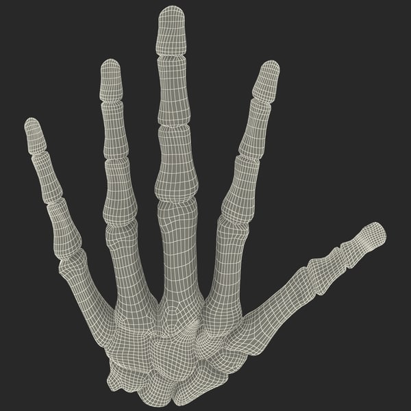 hand bones 3d model