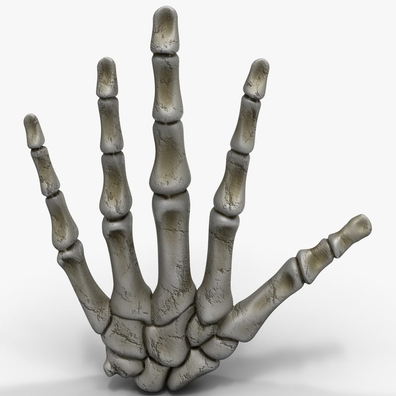 hand bones 3d model