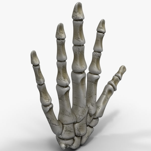 hand bones 3d model