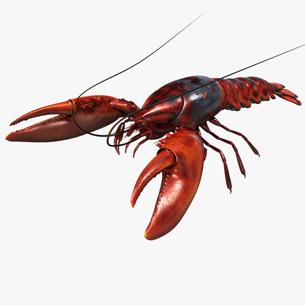 3d model lobster animation