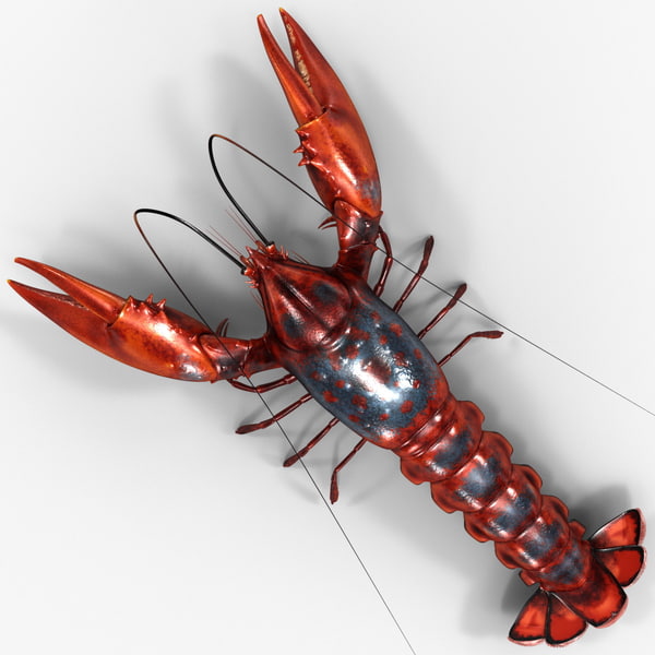 lobster 3d c4d