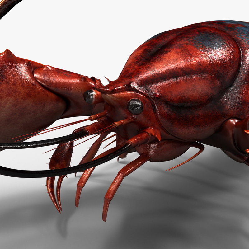 lobster 3d c4d