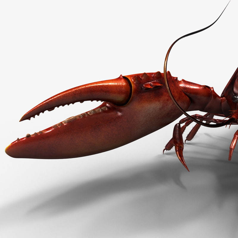 lobster 3d c4d
