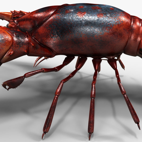 lobster 3d c4d