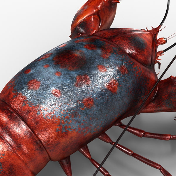 lobster 3d c4d