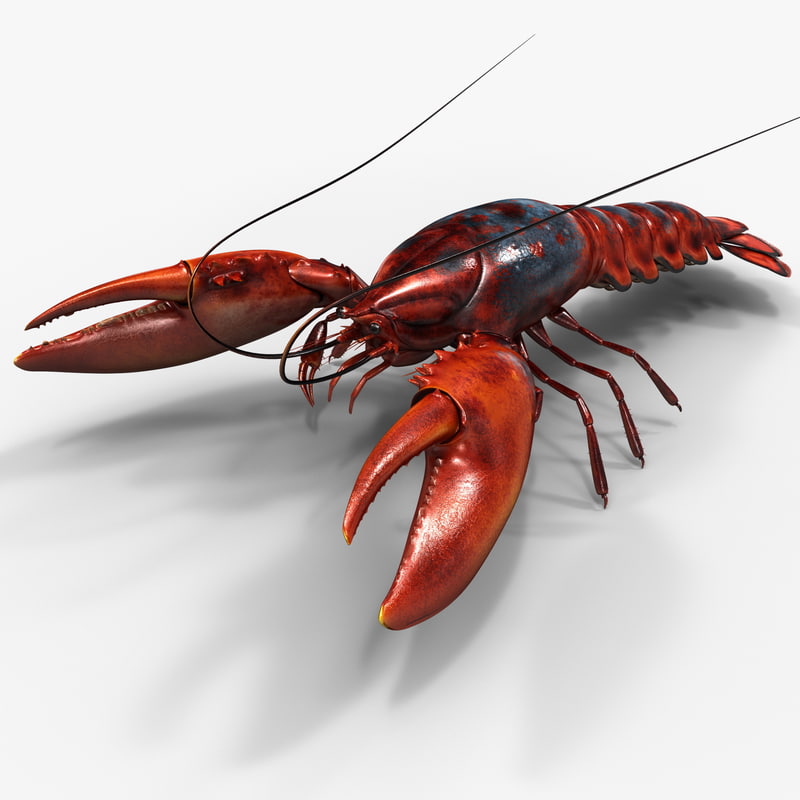 lobster 3d c4d