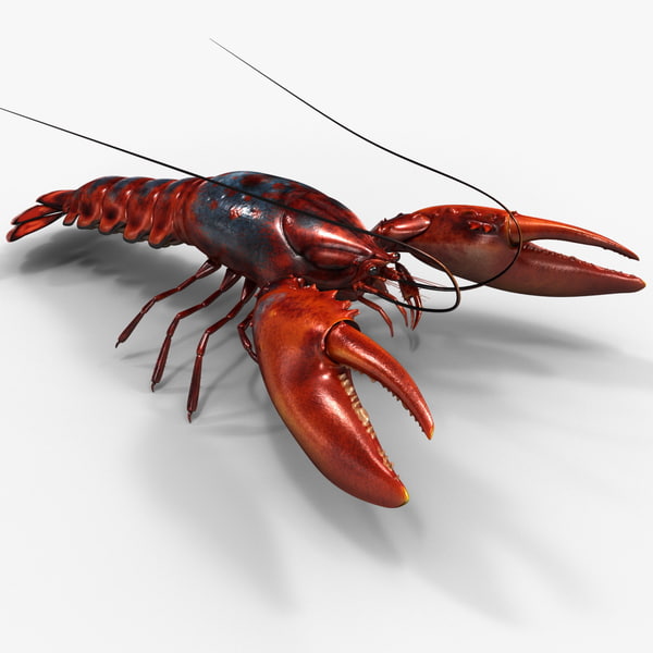 lobster 3d c4d