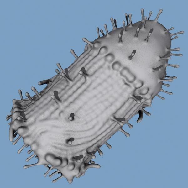 rabies virus 3d model