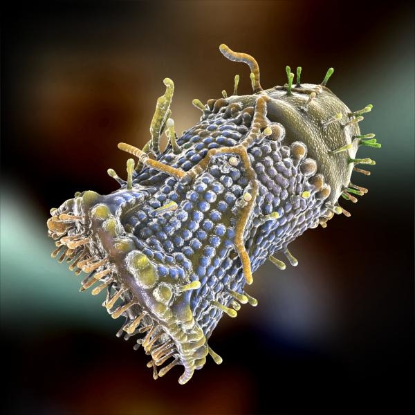 rabies virus 3d model